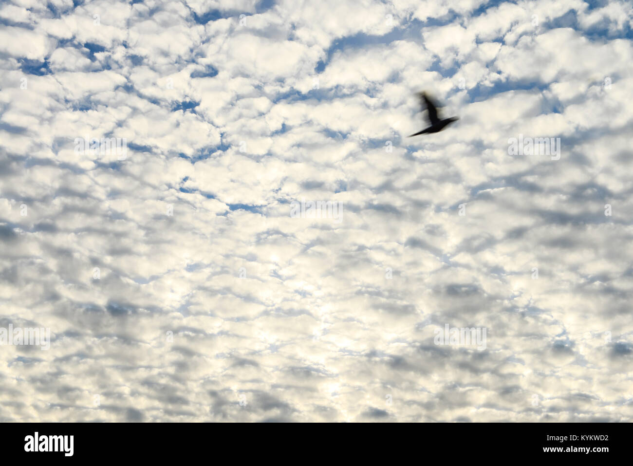 Flying birds and blue sky with white fluffy clouds Stock Photo - Alamy