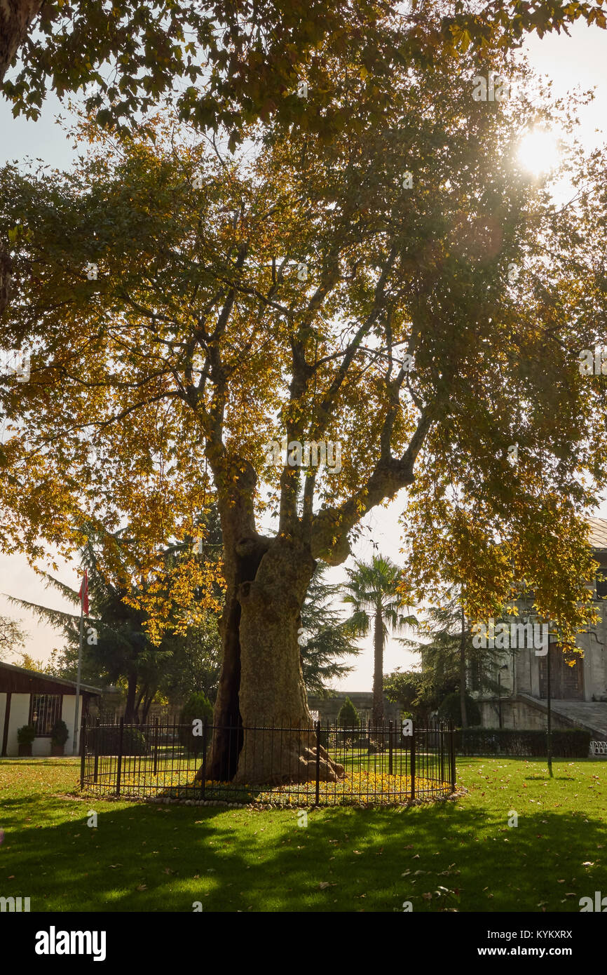 big old tree Istanbul, Turkey Stock Photo - Alamy