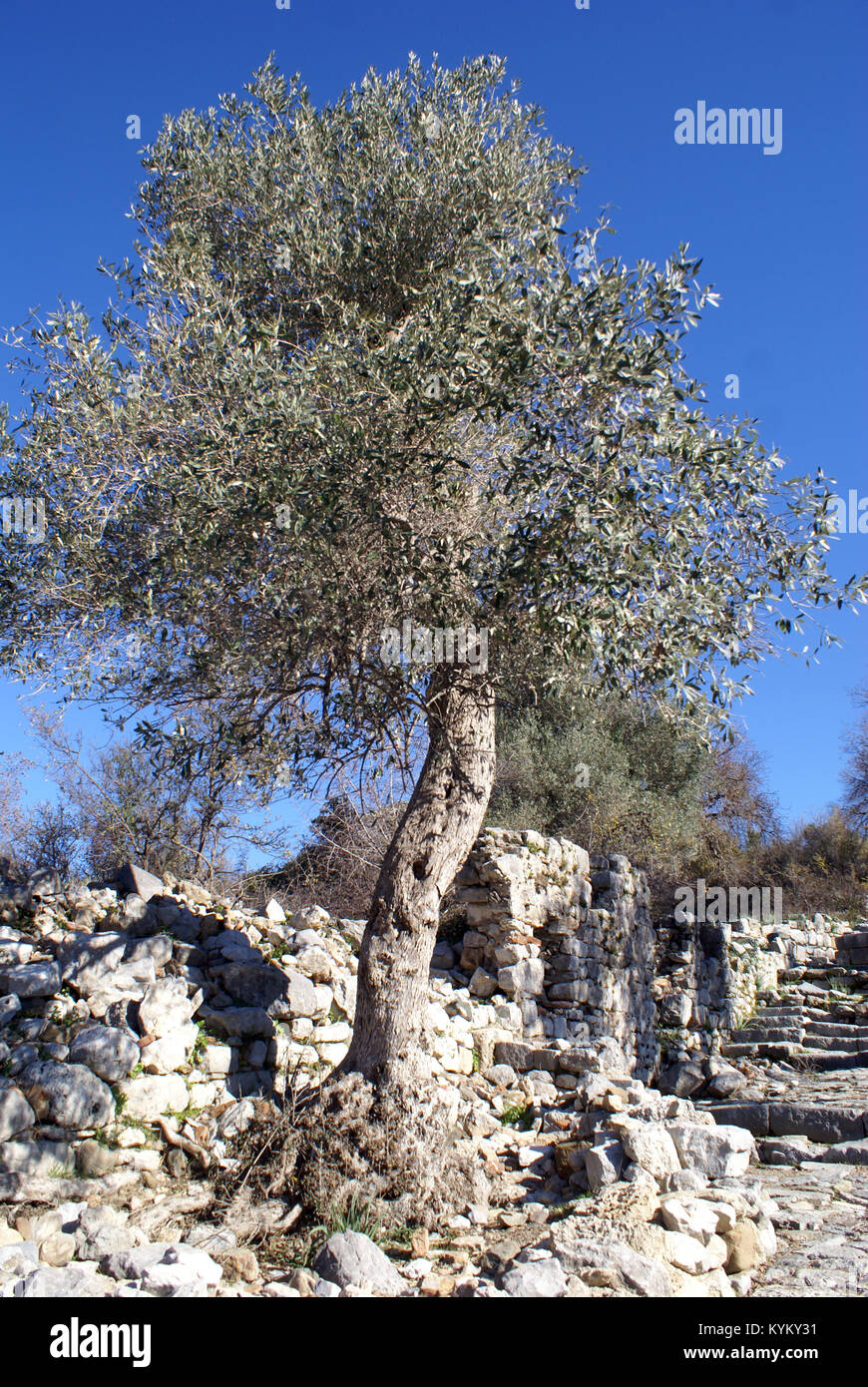 Big olive tree hi-res stock photography and images - Alamy