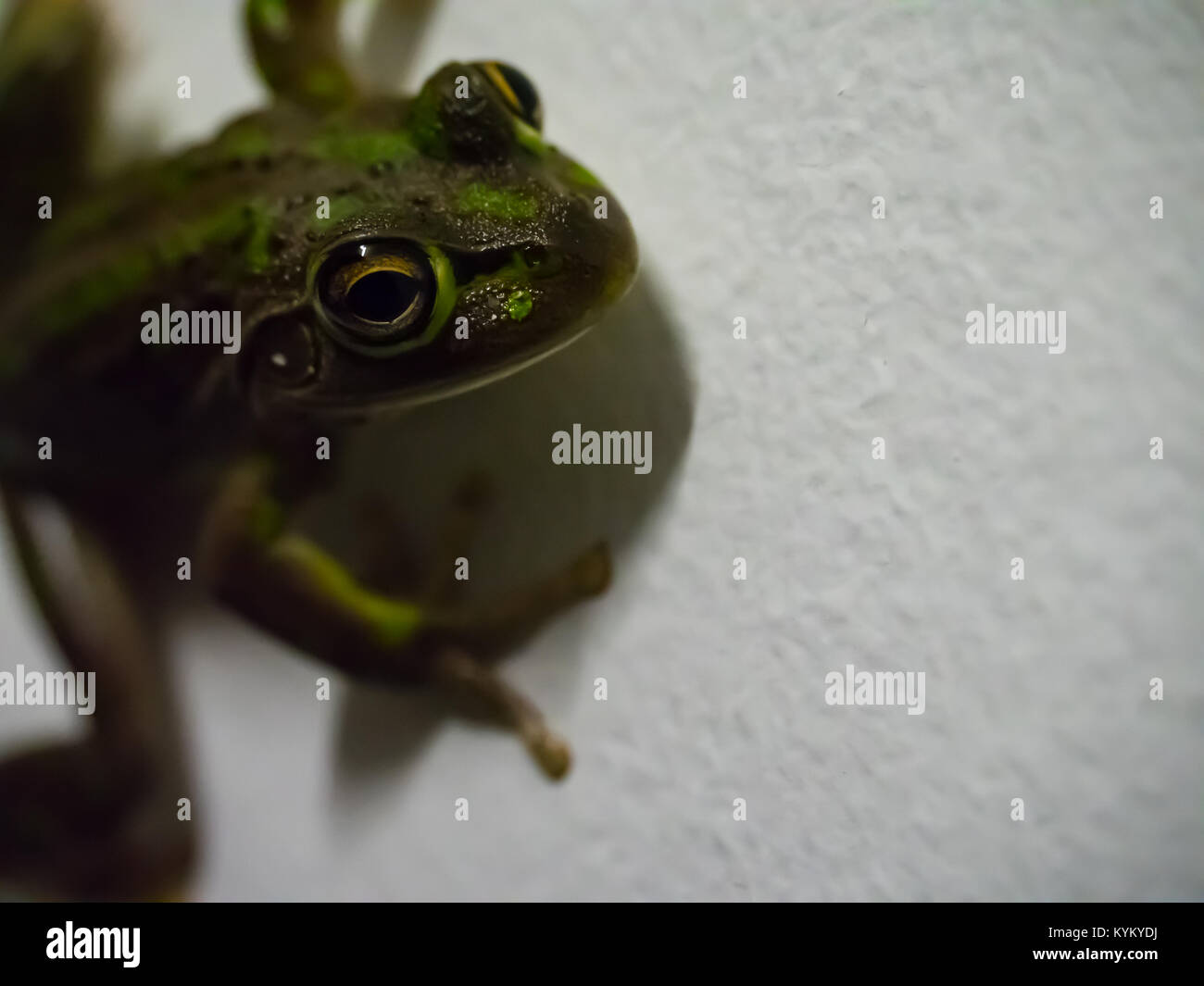 Frog garden australia hi-res stock photography and images - Alamy