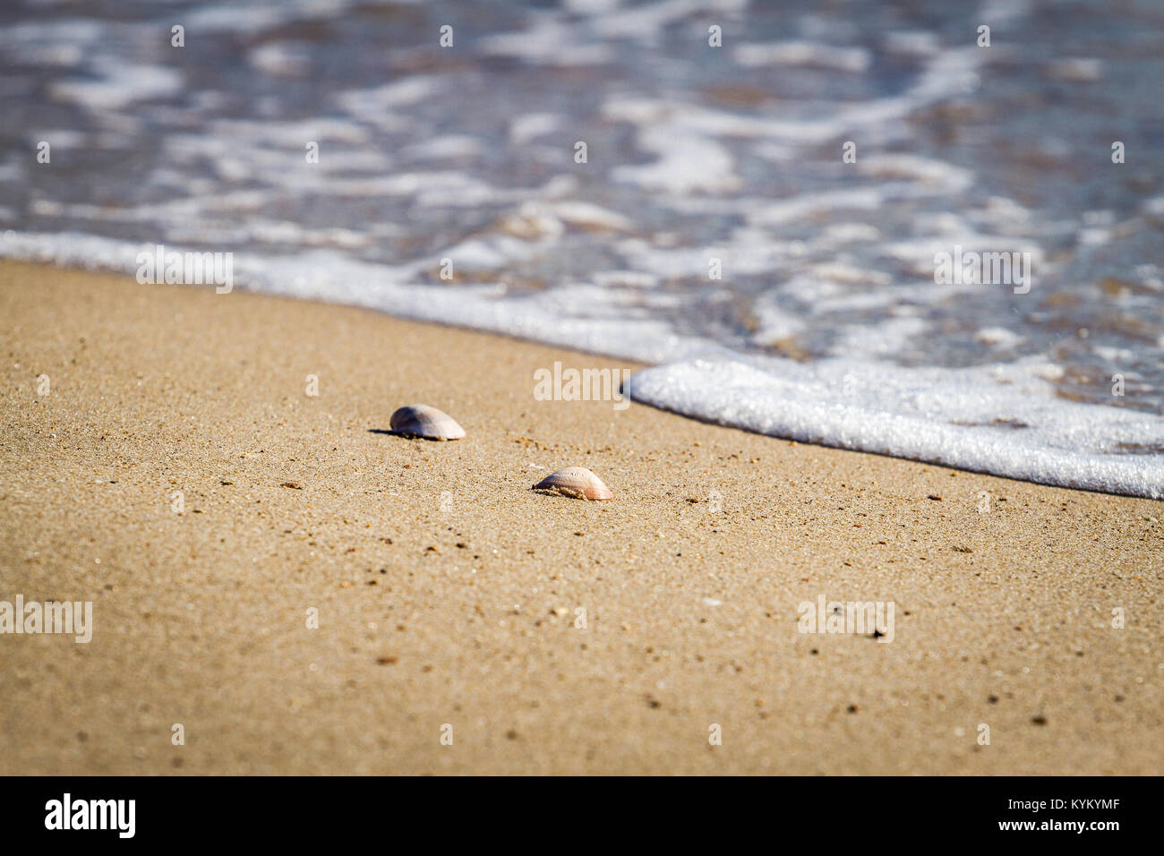 Sea background. Shells on the sand beach and soft wave of the sea Stock ...