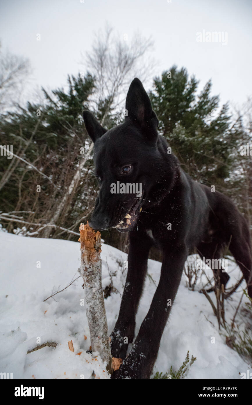 a black dog eating on a stick Stock Photo - Alamy
