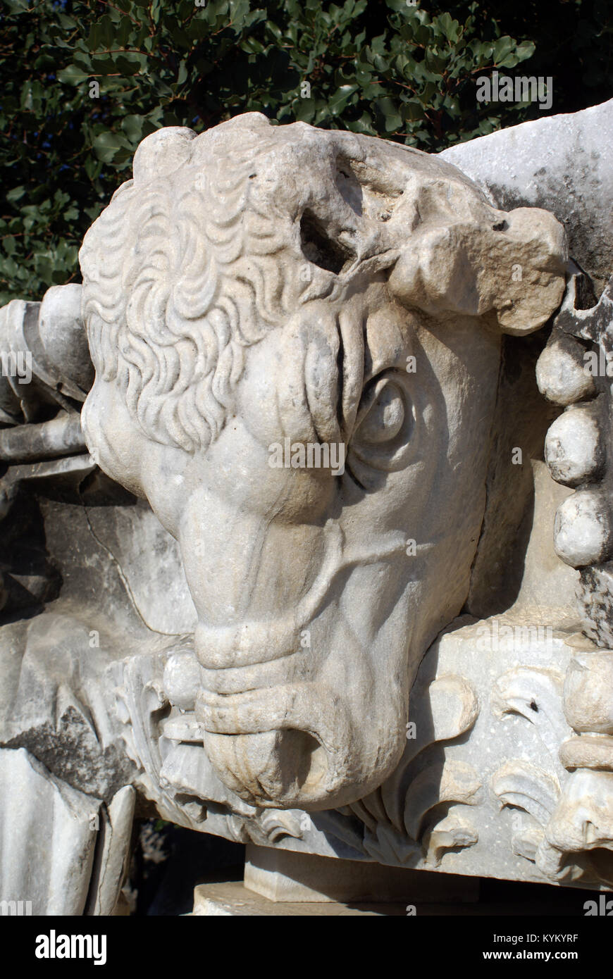 Sheep's head on ruins of Apollo temple in Didim, Turkey Stock Photo - Alamy