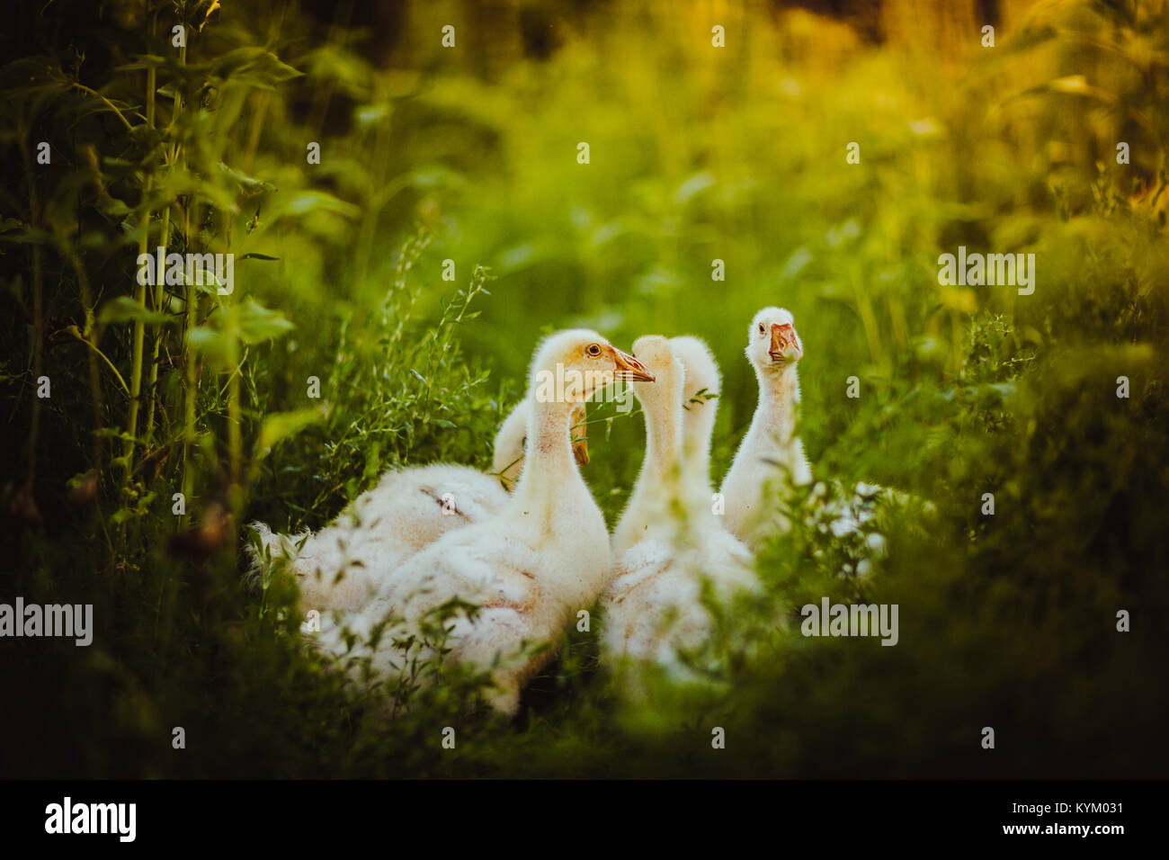 Five young goose together sit in the grass Stock Photo - Alamy