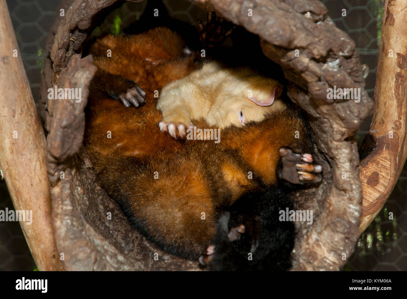 New zealand possum hi-res stock photography and images - Alamy