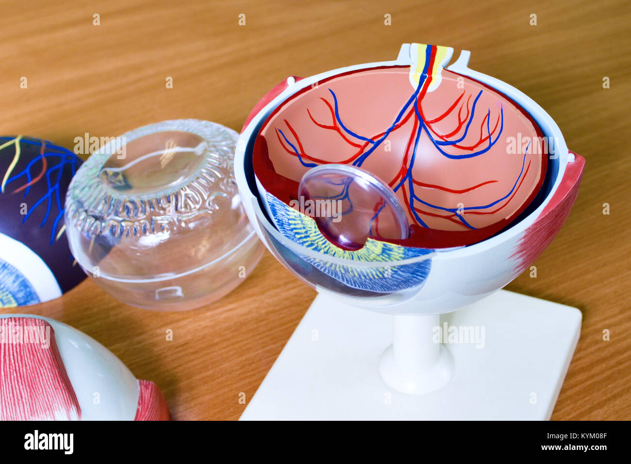 Ophthalmology oculus sample closeup Stock Photo - Alamy