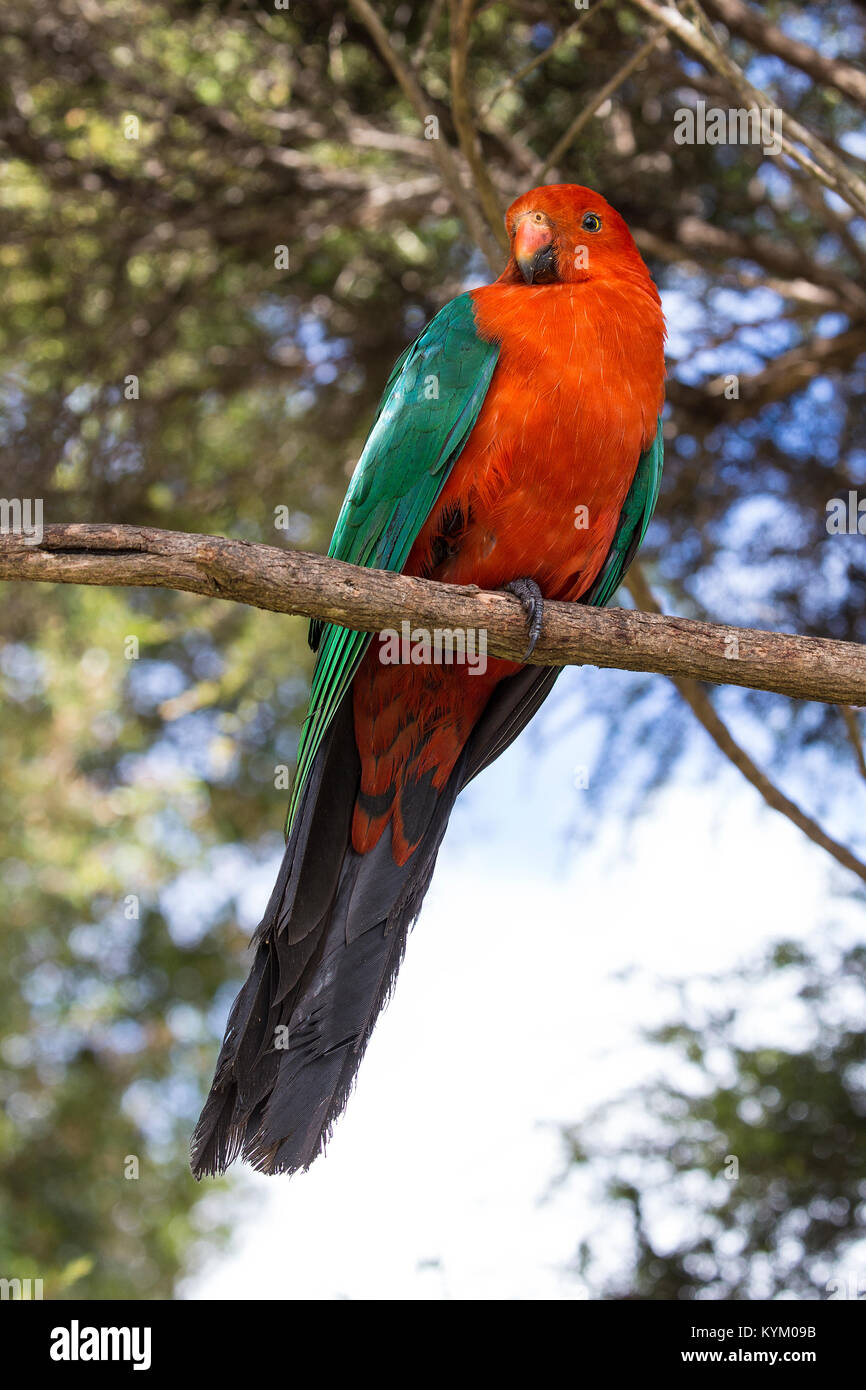 Australian tropical tree hi-res stock photography and images - Alamy