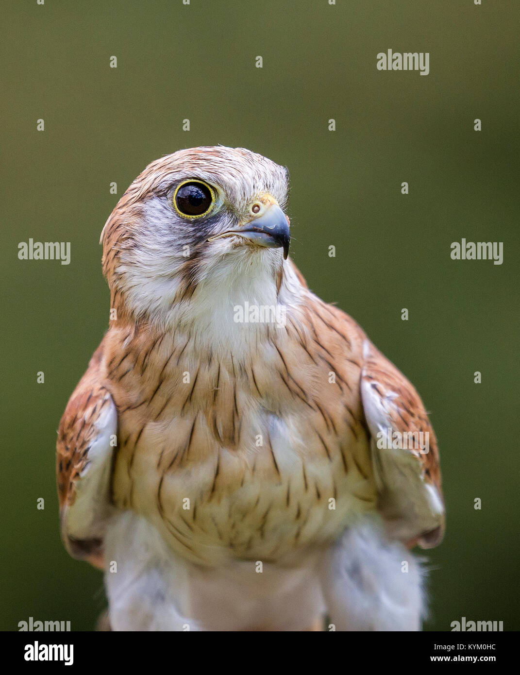 Nankeen australian kestrel hi-res stock photography and images - Alamy