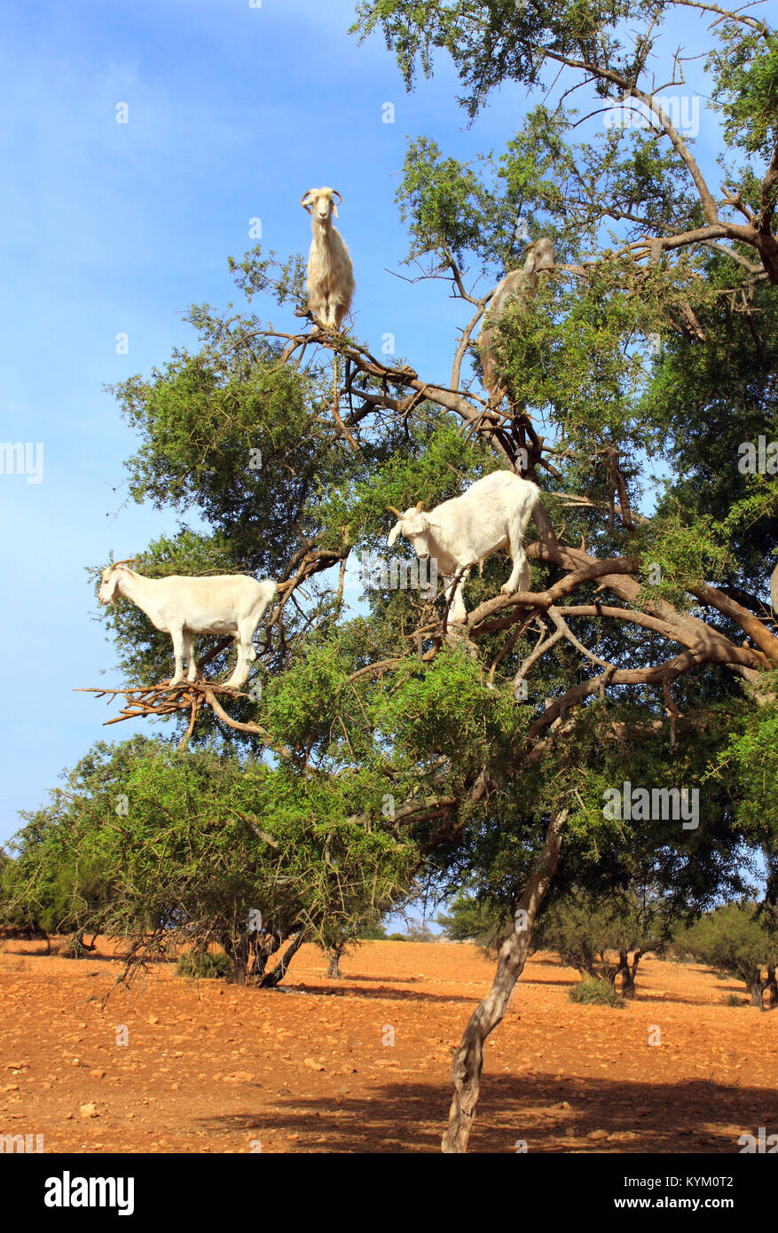 Famous moroccan scene - goats on the argan tree, Morocco, North Africa ...