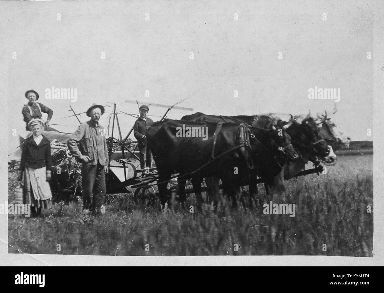 A historic illustration of an oxen team with a family, capturing a ...