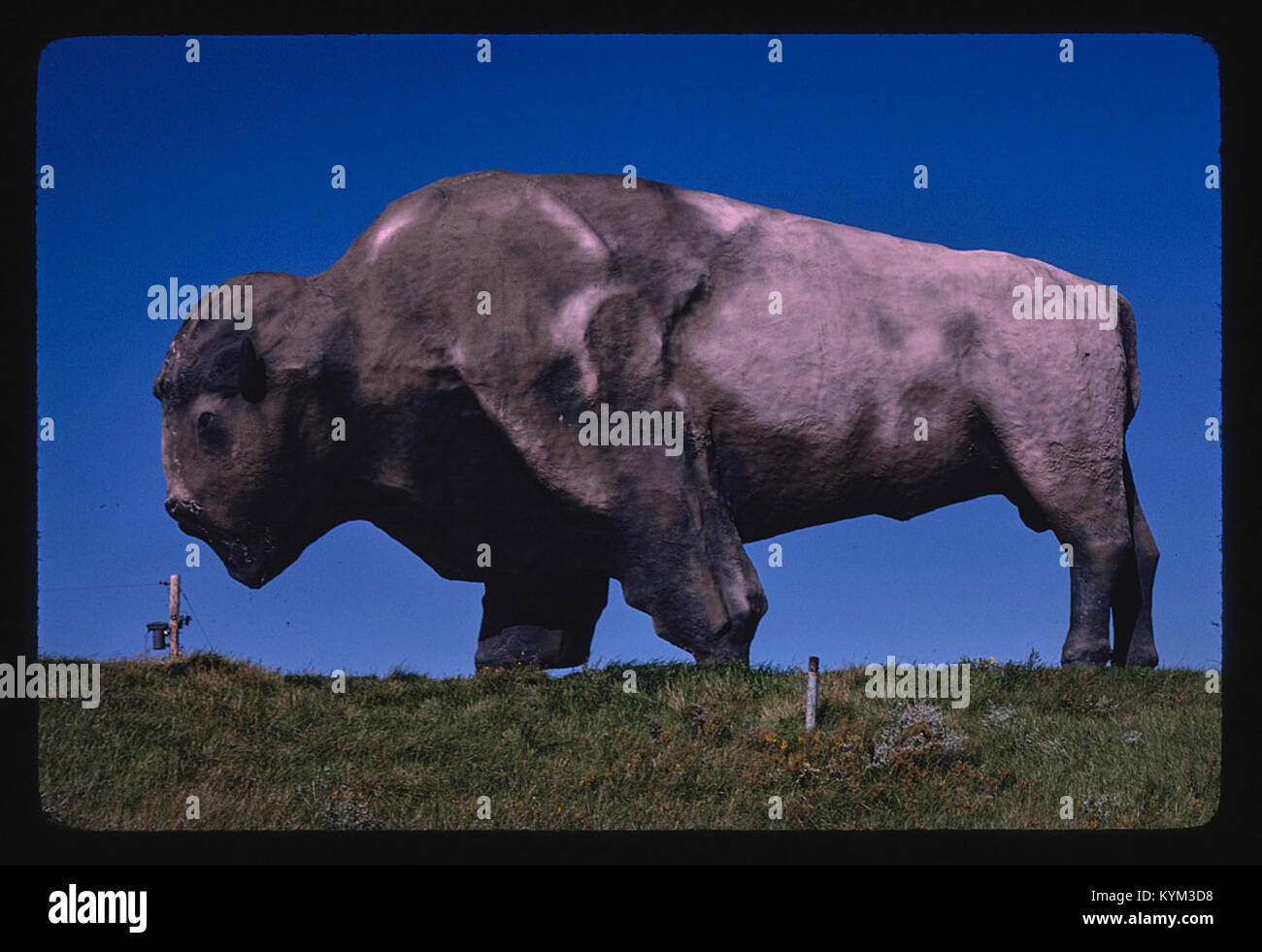A photograph of the world's largest buffalo, displayed in Jamestown ...