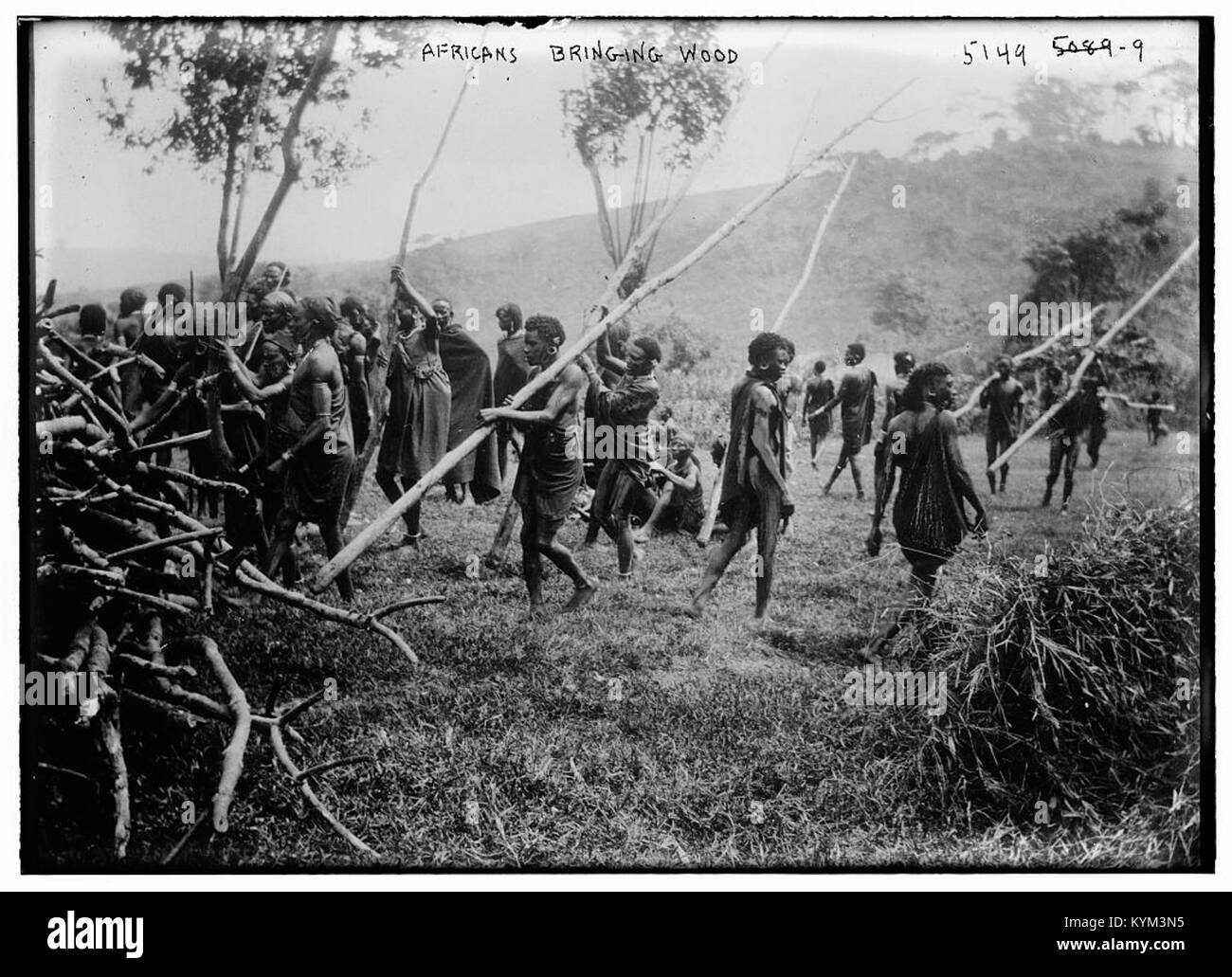 A historical photograph of Africans bringing wood, captured by the ...