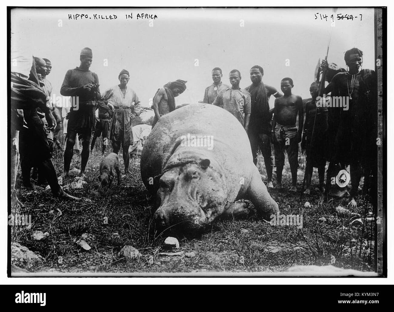 Hippo anatomy hi-res stock photography and images - Alamy