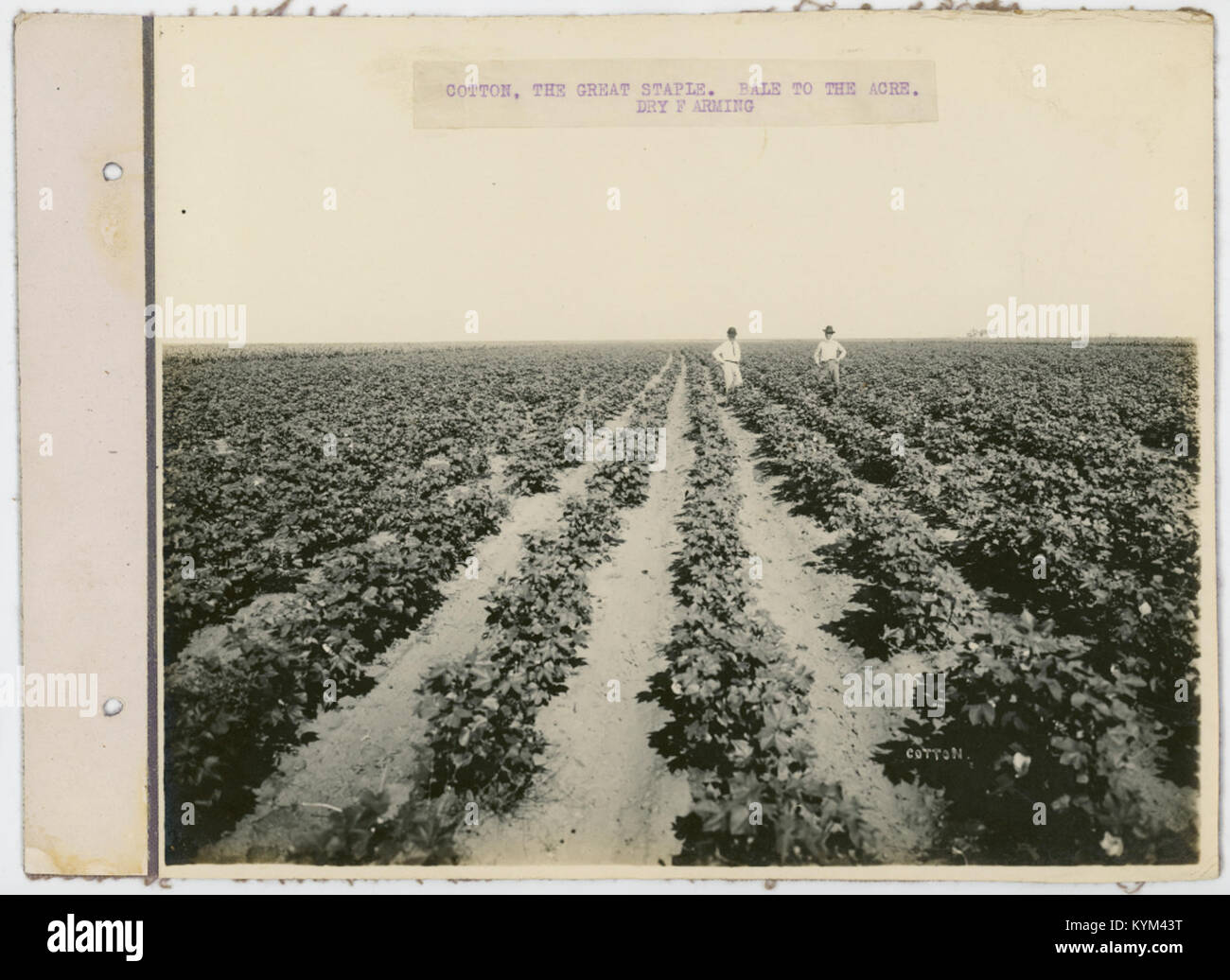 A historical image depicting cotton production, showing workers in a ...