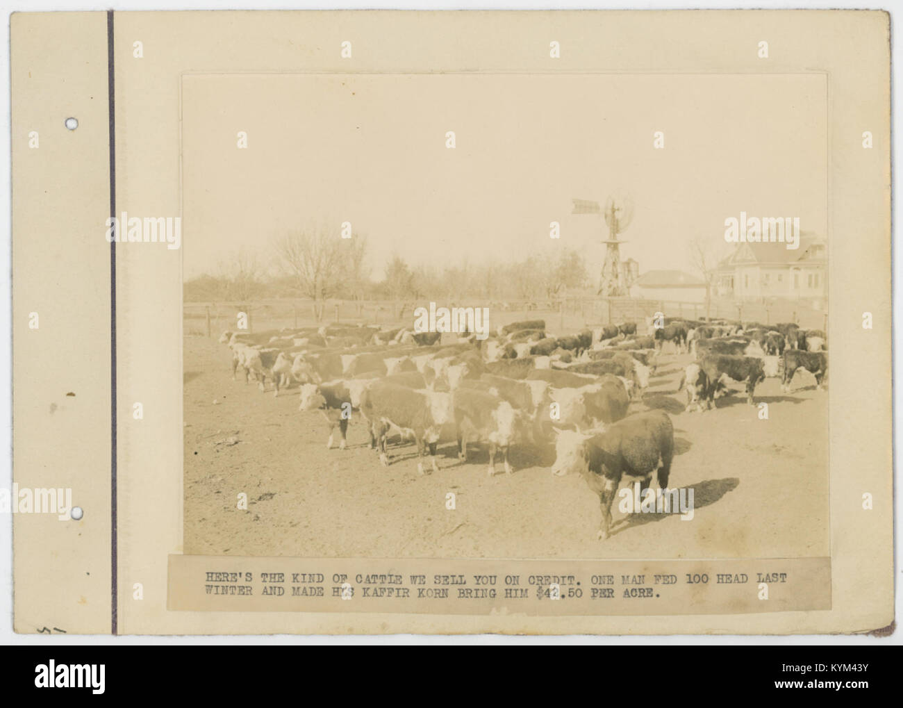 An early 20th-century promotional advertisement for livestock sales ...