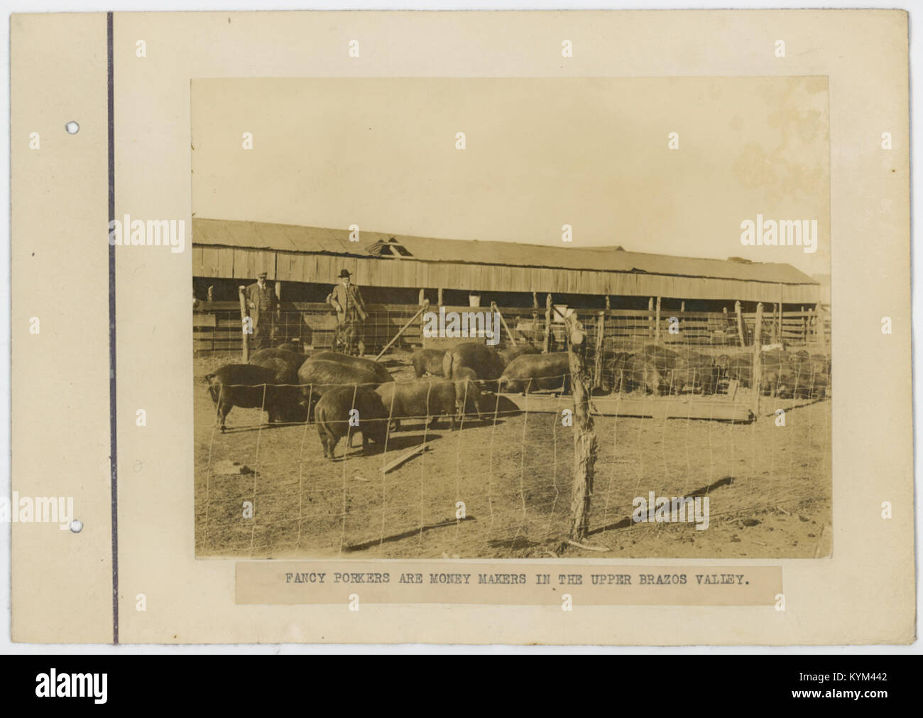 A historical image showing the importance of pork farming in the Upper ...