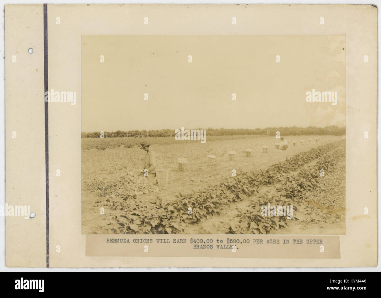 A farming scene depicting the potential earnings from growing Bermuda ...