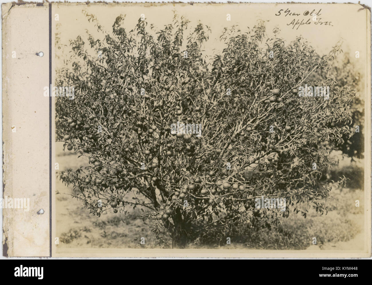 Life cycle of apple tree hi-res stock photography and images - Alamy