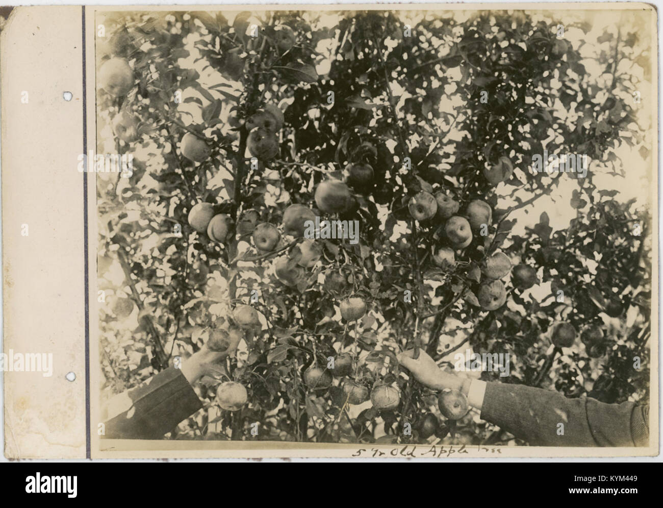 A photograph of a 5-year-old apple tree, showcasing its growth and ...