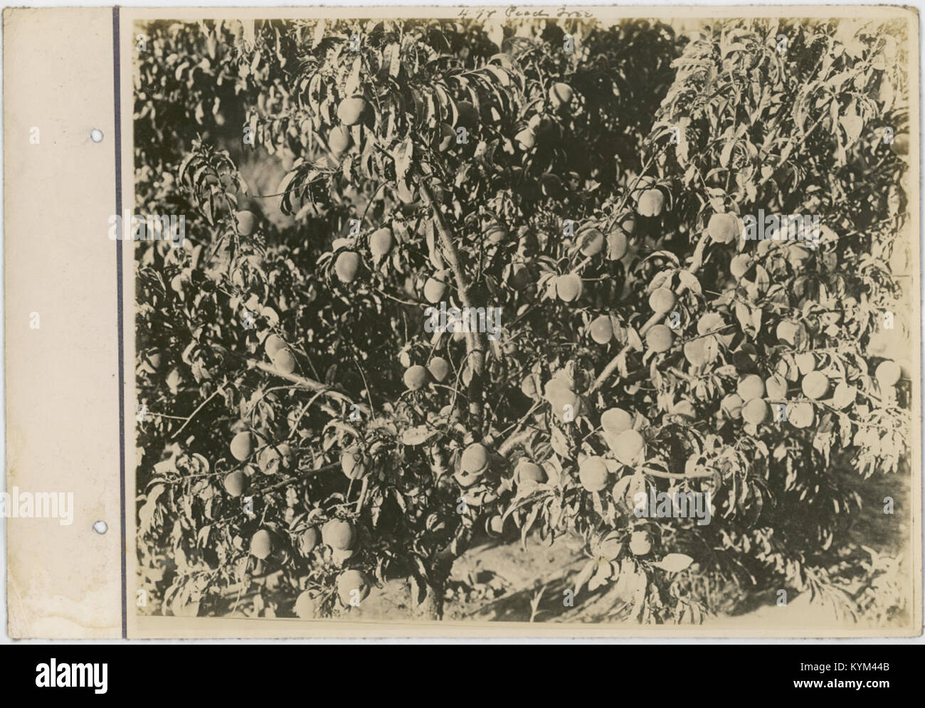 Photograph of a 4-year-old peach tree, captured in a natural or ...