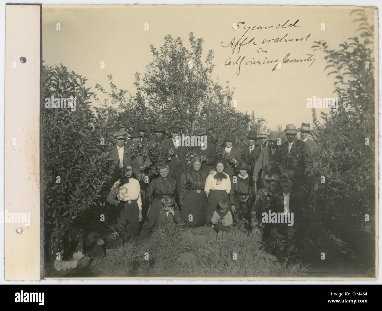 A photograph showing a five-year-old apple orchard in an adjoining ...
