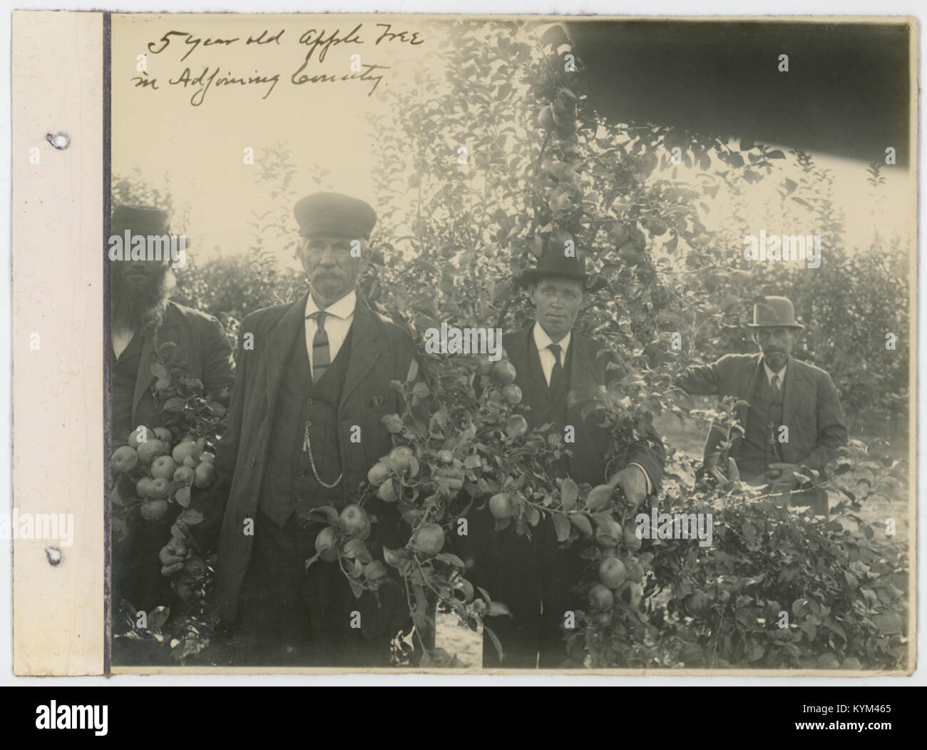 A photograph of a five-year-old apple tree in an adjoining county ...