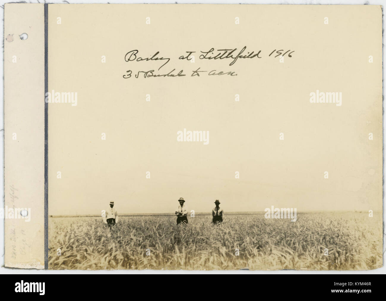 A historical photograph showing barley crops at Littlefield in 1916 ...
