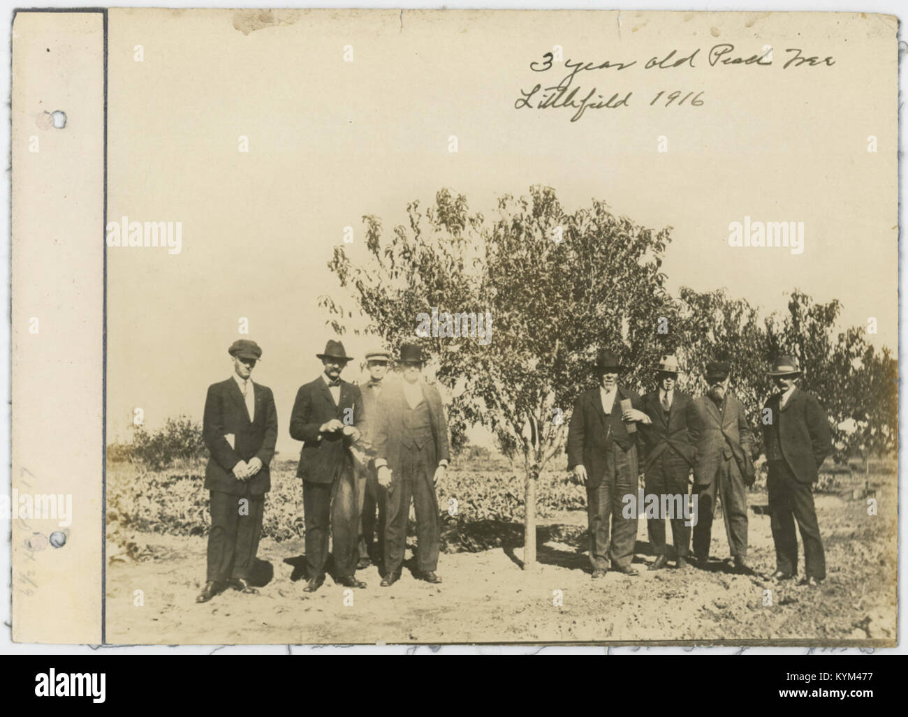 A photograph of a three-year-old peach tree in Littlefield, taken in ...