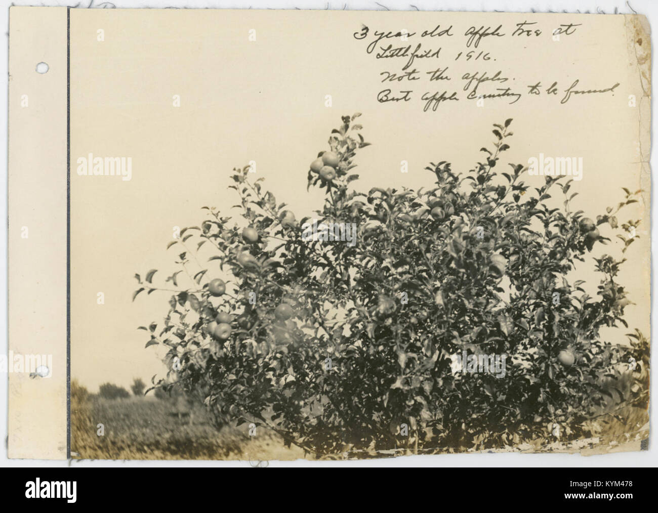 A photograph of a 3-year-old apple tree at Littlefield in 1916 ...