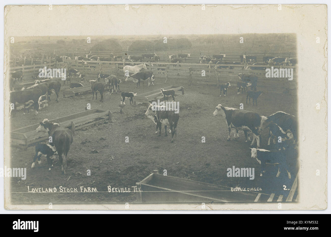 This image shows calves at Loveland Stock Farm, captured in a historic ...