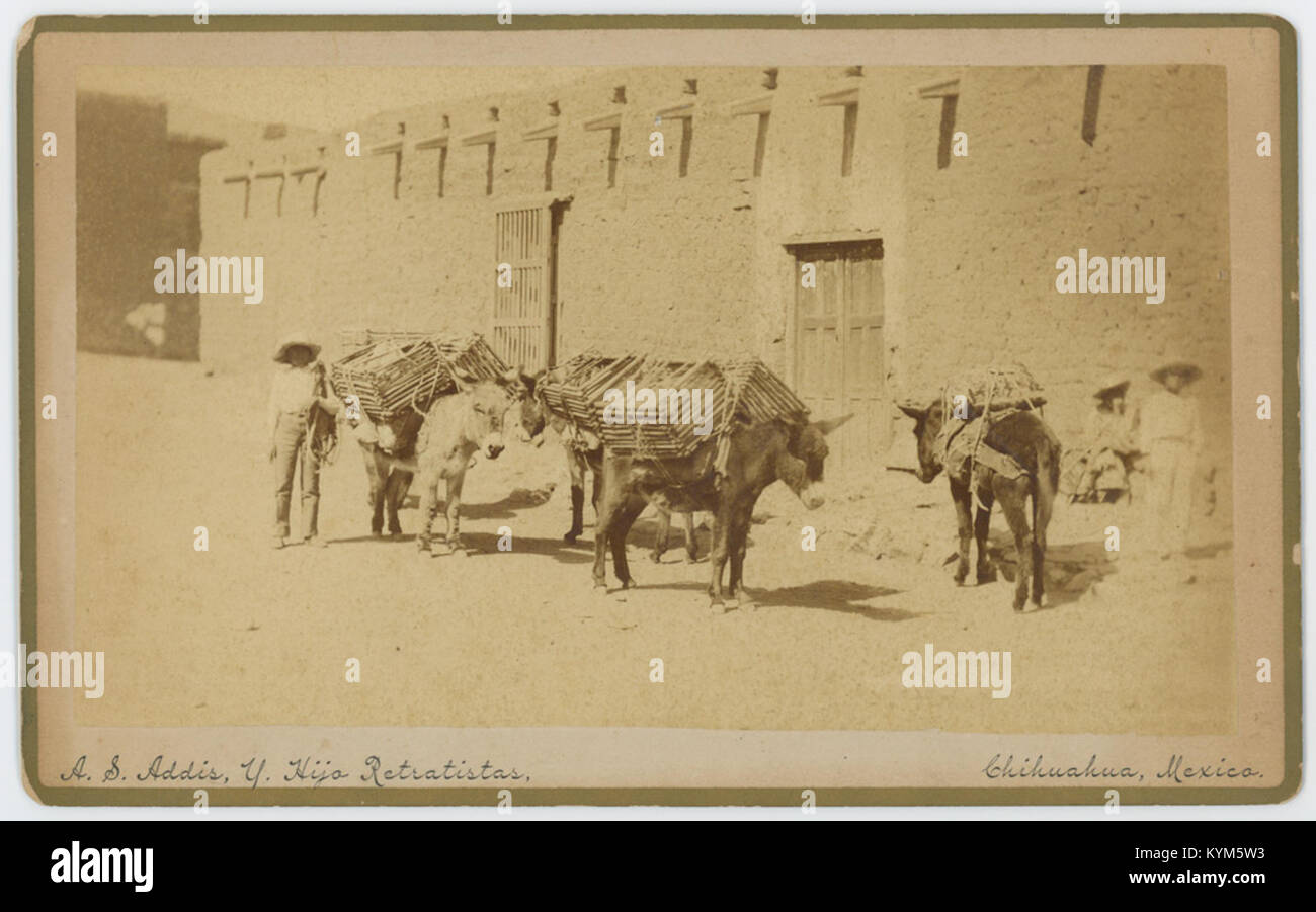A historic photograph depicting pack donkeys in Mexico, highlighting ...