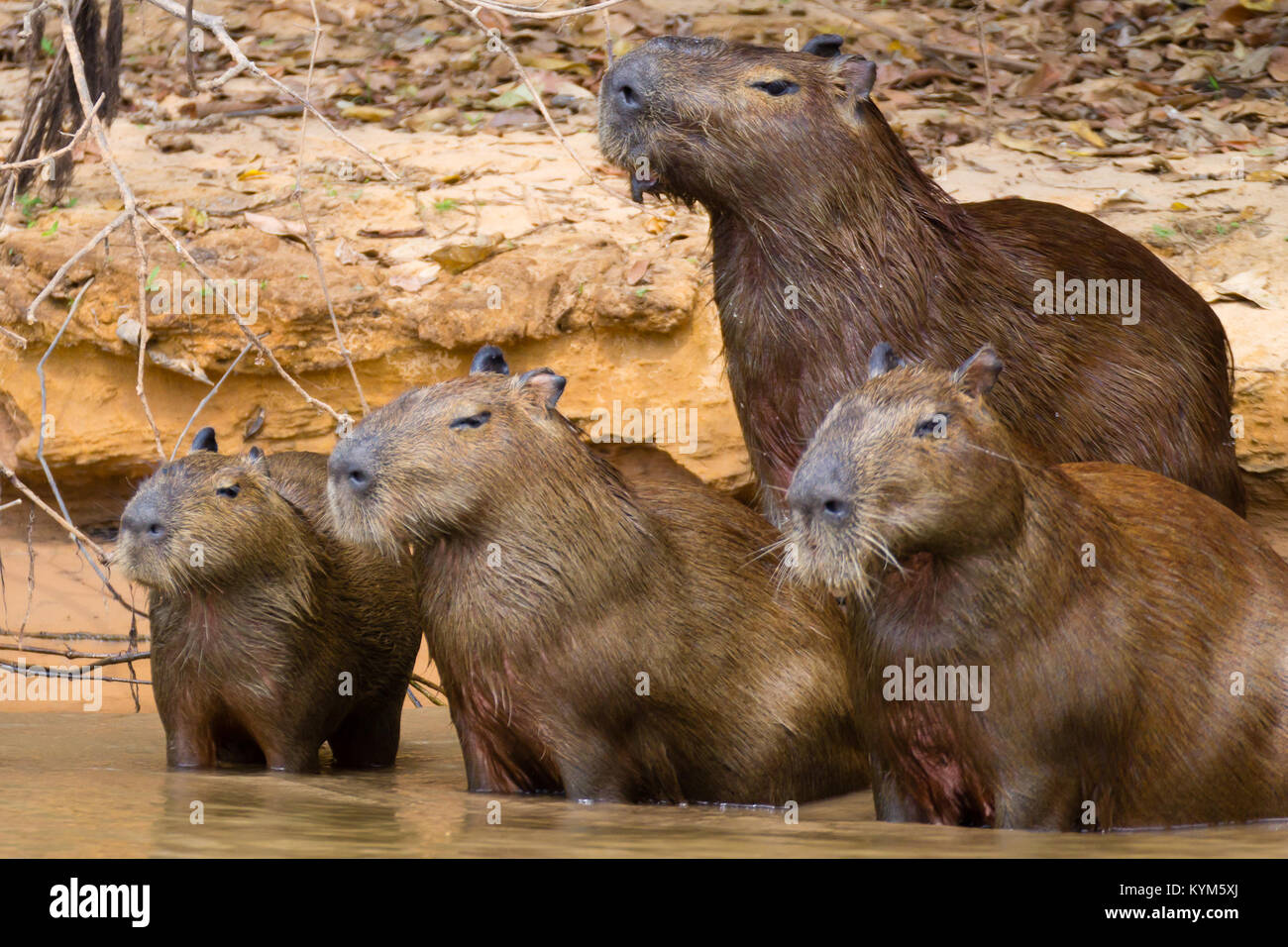 Capybara rainforest brazil hi-res stock photography and images - Alamy