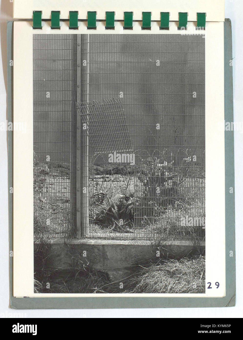 A dramatic photograph of the 1974 escape from HM Prison Maze, one of ...
