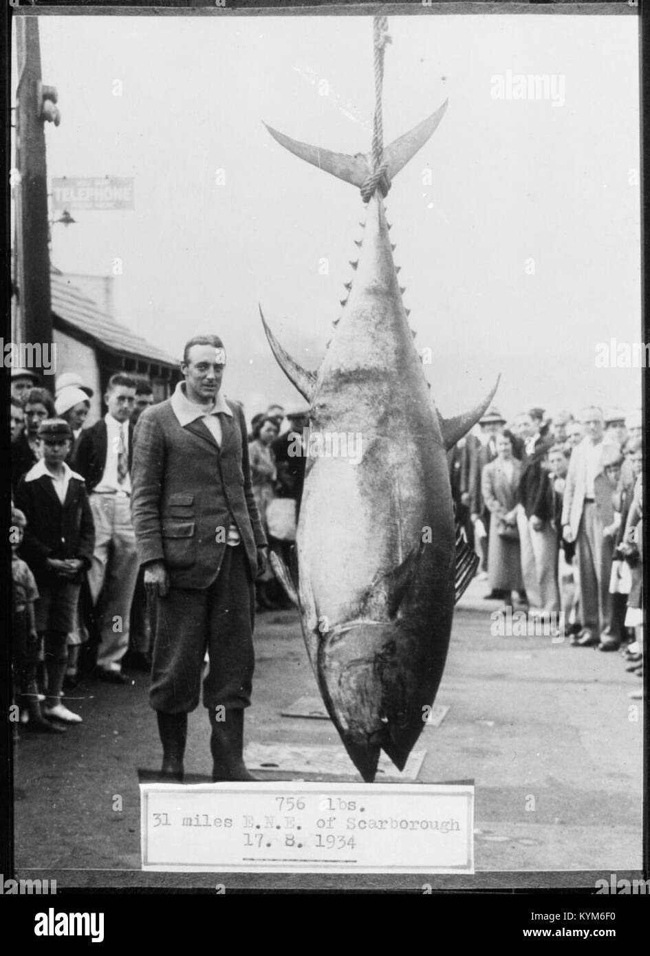 A photograph of a man standing next to a 756-pound tuna, showcasing an ...