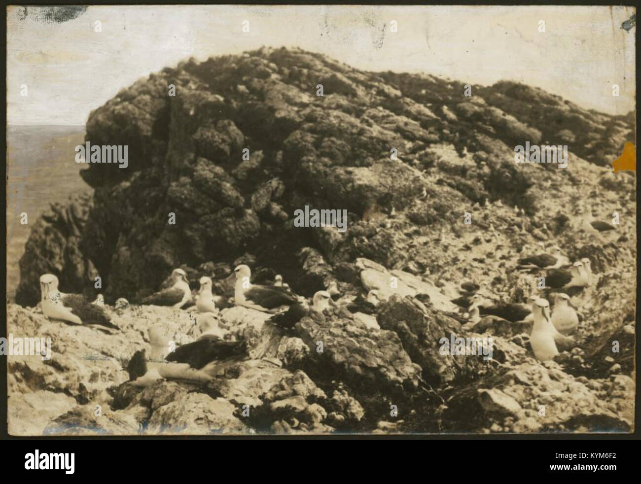 Photograph of an albatross rookery perched on the edge of a cliff ...