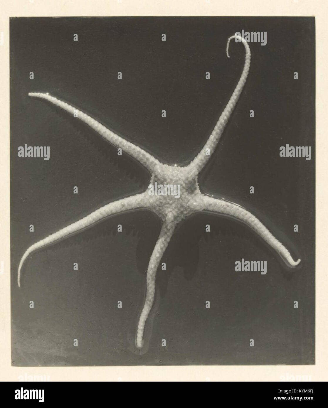 A photograph of a starfish, representing Antarctic marine life. The ...