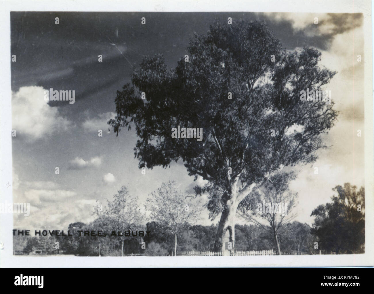 A photograph from around 1948 showing The Hovell Tree in Albury, New ...
