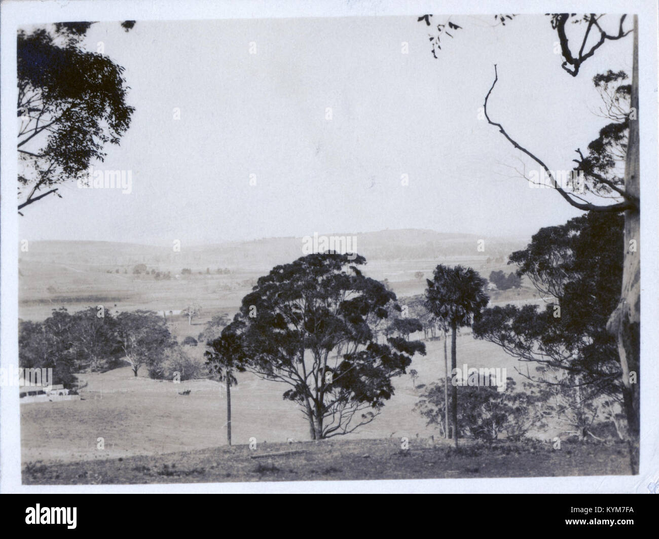 A photograph showcasing typical pasture lands in the Illawarra region ...