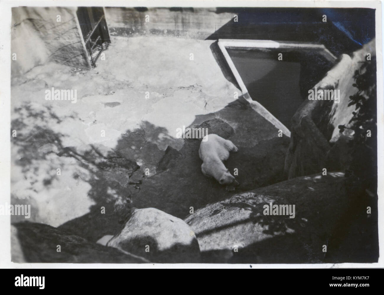 Polar Bear - Taronga Park Zoo 1, Sydney 1936 34503470153 o Stock Photo ...