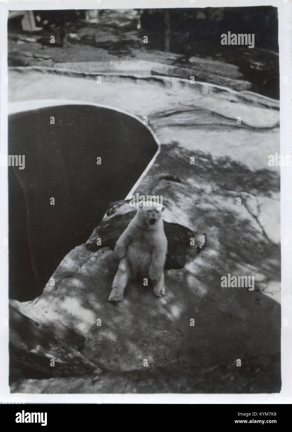 Polar Bear - Taronga Park Zoo 2, Sydney 1936 35273404066 o Stock Photo ...