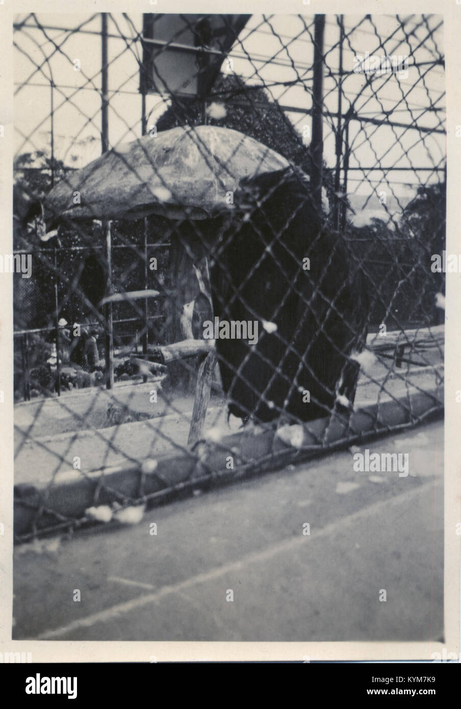 Photograph of an eagle at Taronga Park Zoo in Sydney, taken in 1936 ...