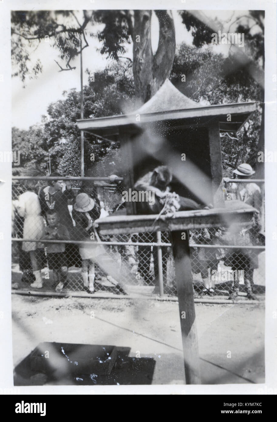 A photograph of a monkey at Taronga Park Zoo in Sydney, taken in 1936 ...