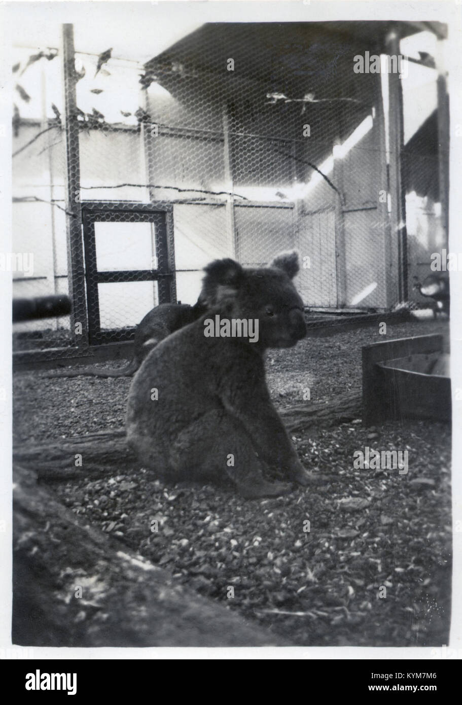 A 1936 photograph of Mr. Cootha, a famous Koala bear in Brisbane. The ...