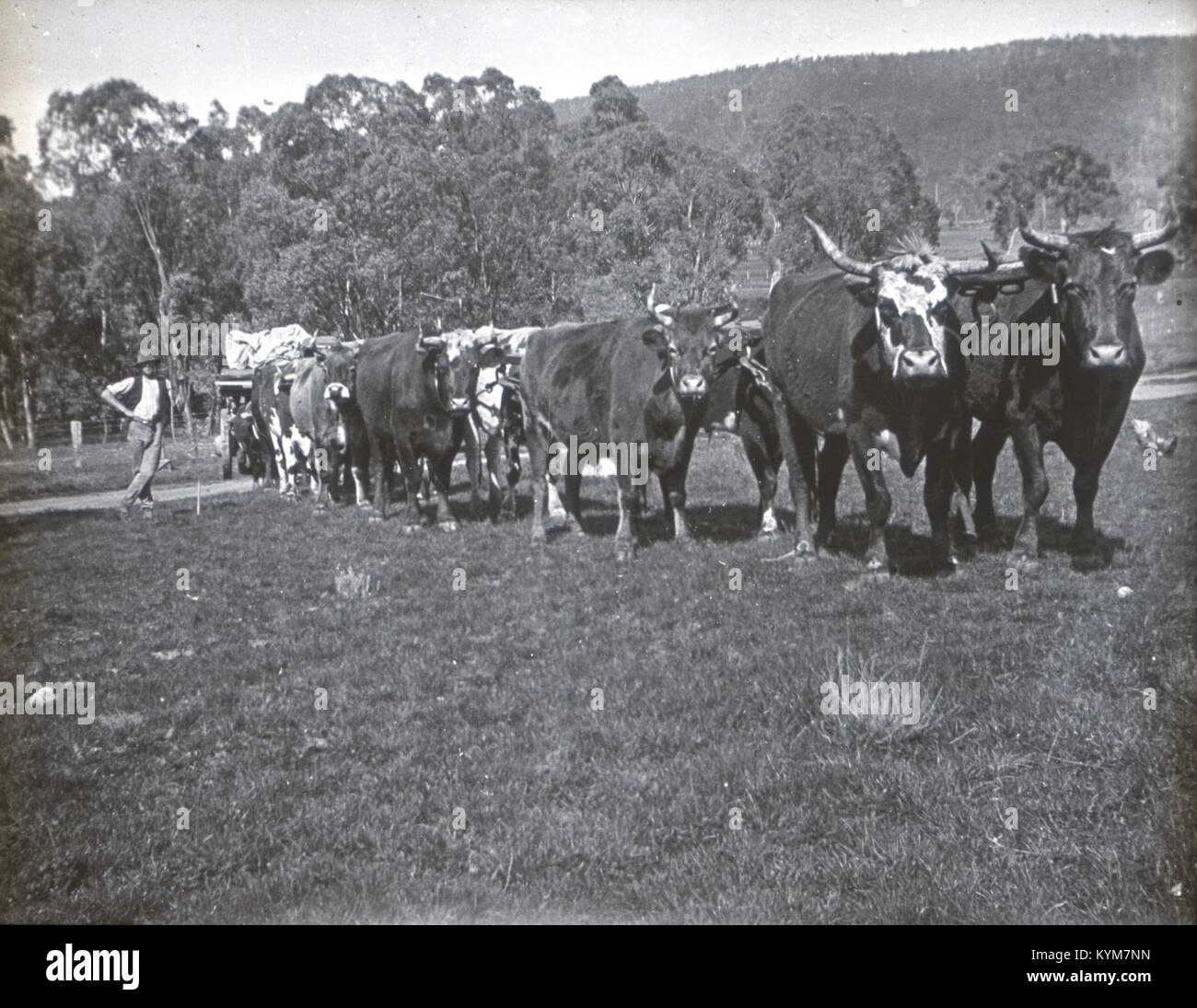 A photograph of a bullock team working in the South West Slopes of New ...