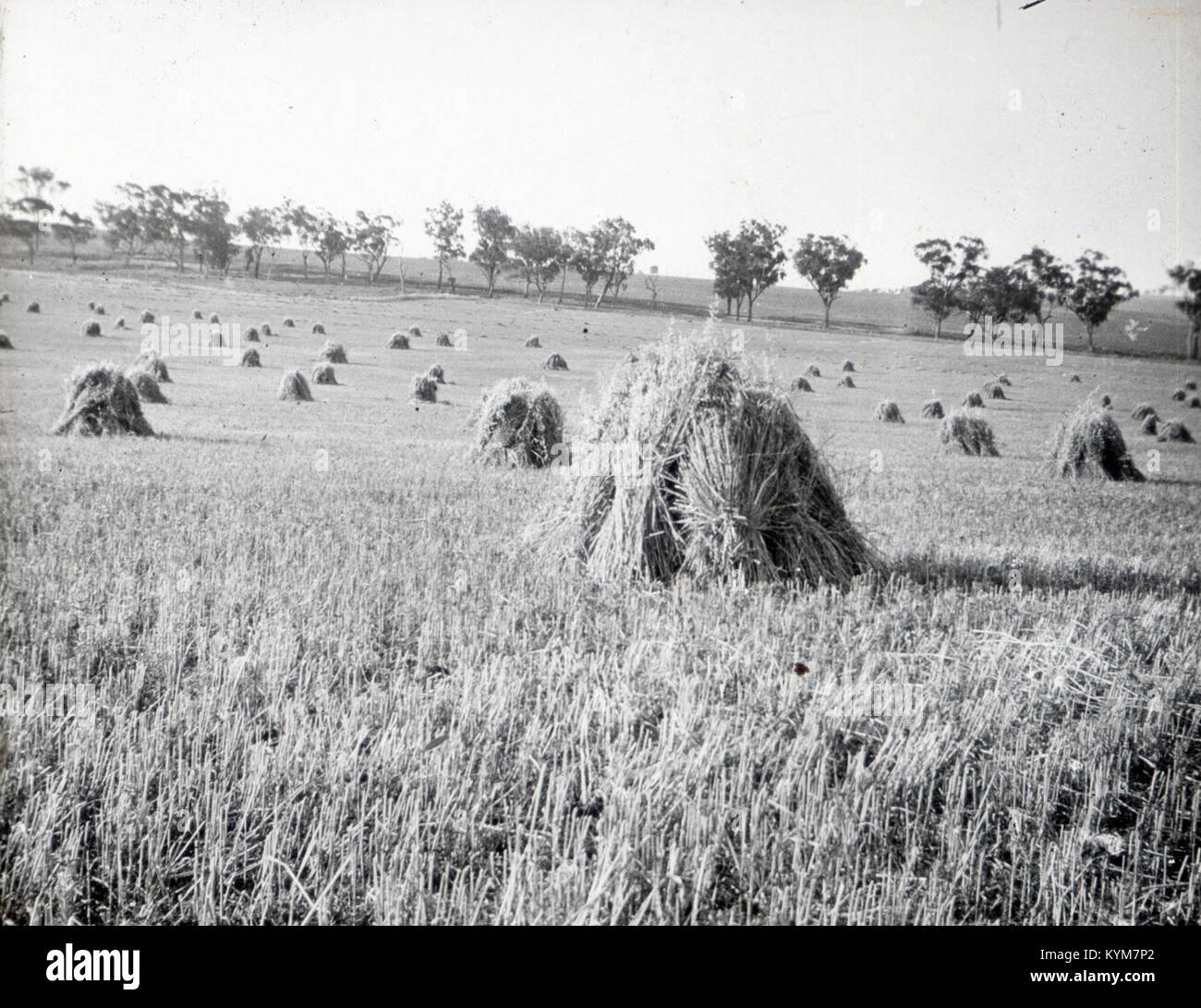 A photograph showing hay stacked and ready for carting, illustrating ...
