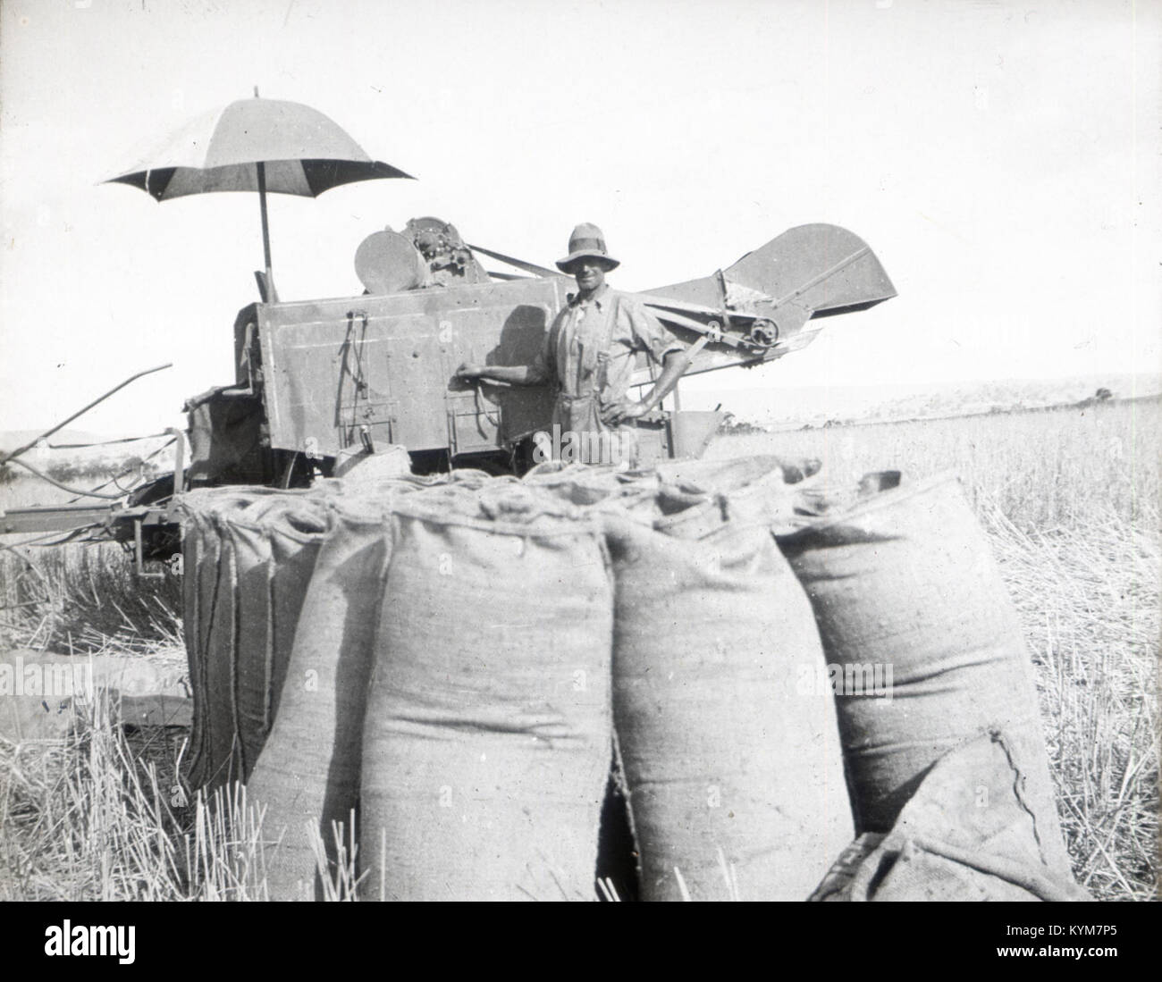 Photograph showing a harvester in action with bags of wheat stacked ...