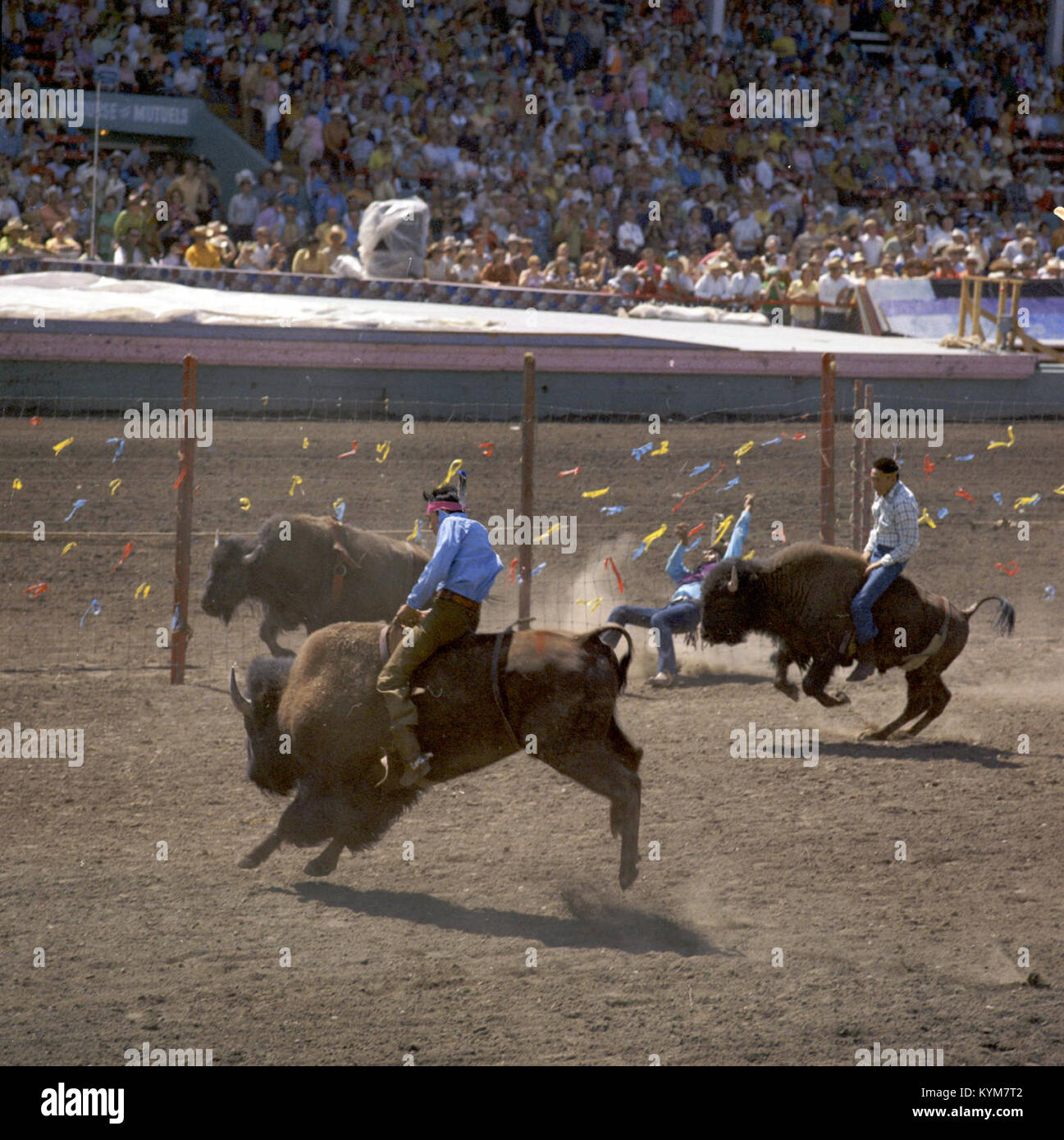 Bison riding at the Calgary Stampede, showcasing this traditional rodeo ...