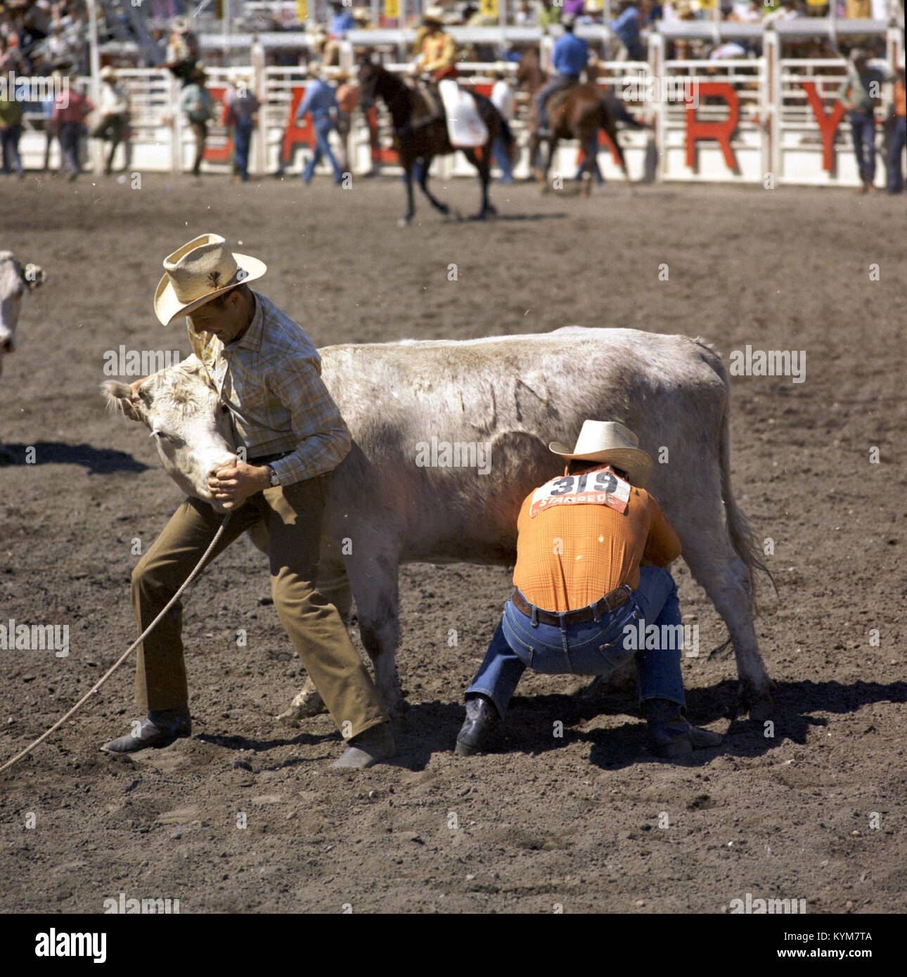 Calf roping history hi-res stock photography and images - Alamy