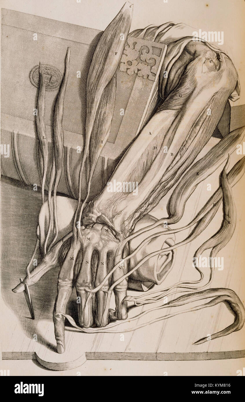 An anatomical illustration showing the musculature and bones of the ...