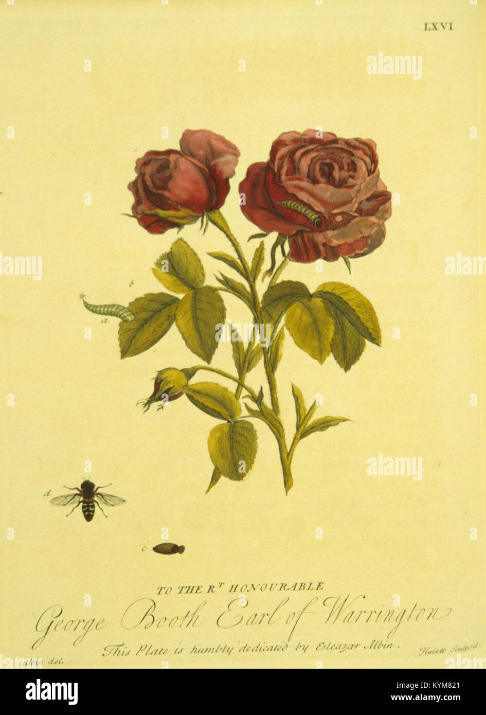 Illustration depicting the lifecycle stages of a fly, from egg to adult ...